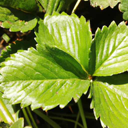 Are Strawberry Leaves Good For You? Health Benefits and How to ...