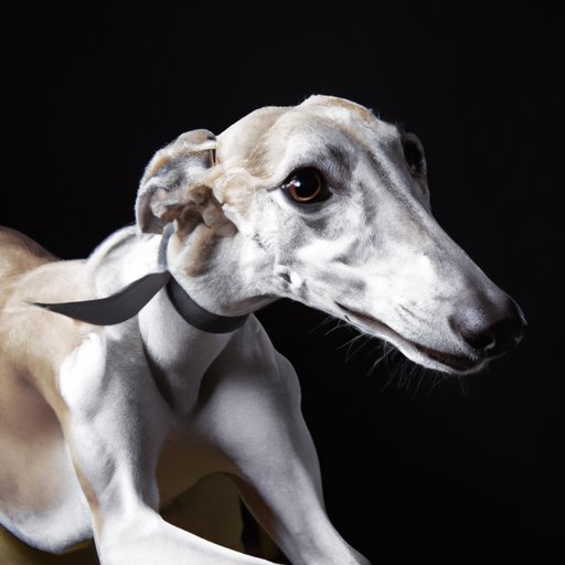Are Whippets Bad For You? A Comprehensive Guide To Owning A Whippet ...