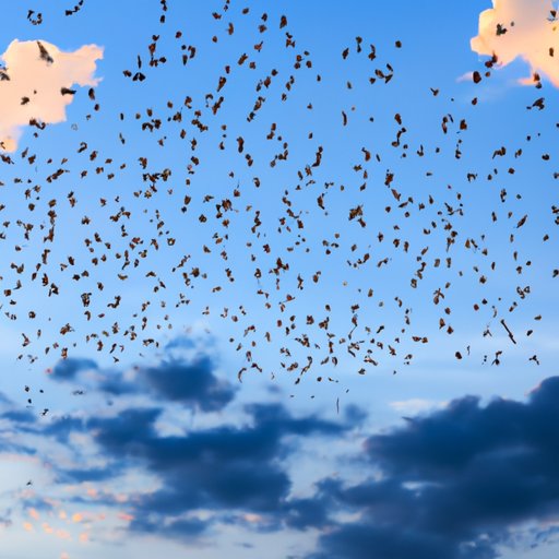 Do Bats Travel in Groups? Examining the Benefits and Challenges of ...