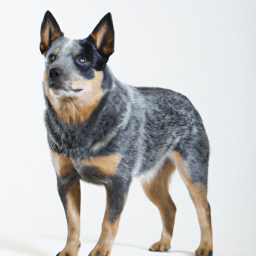 Australian Cattle Dog Size: A Comprehensive Guide - The Enlightened Mindset