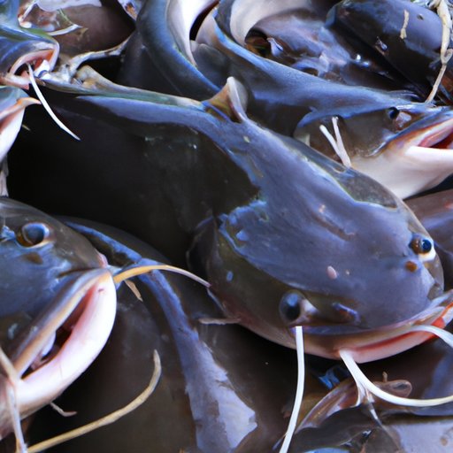 How Big Does a Catfish Get? Exploring Maximum Size and Regional ...