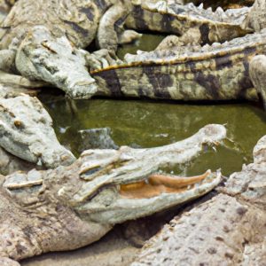 How Big Does a Crocodile Get? Exploring the Maximum Size of Crocodiles ...