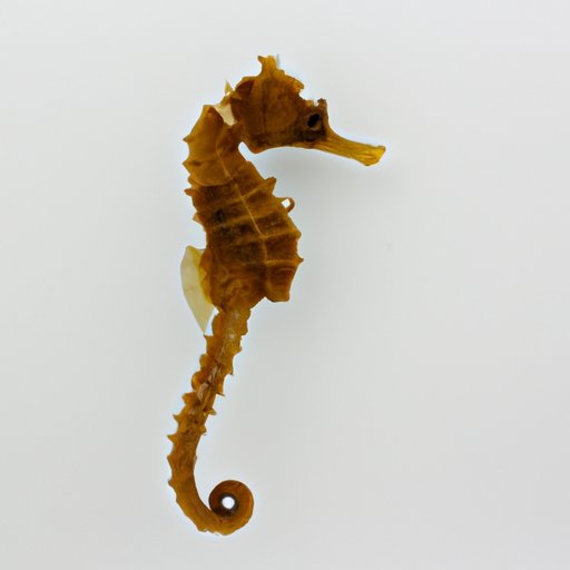 How Big Does a Seahorse Get? A Comprehensive Guide - The Enlightened ...