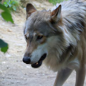 How Big Does a Wolf Get? Understanding the Size Variations of Wolves ...