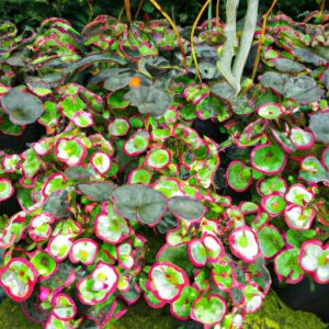 How Big Do Begonias Get? Exploring the Different Sizes of This Popular ...