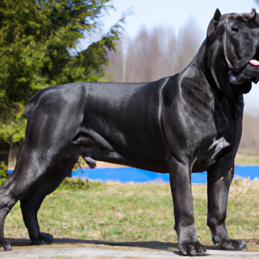 How Big Does a Cane Corso Dog Get? Exploring the Size, Weight and Space ...