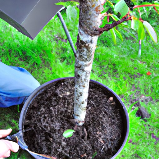How Big Does a Cherry Tree Get? A Comprehensive Guide to Growing Large Cherry Trees - The ...