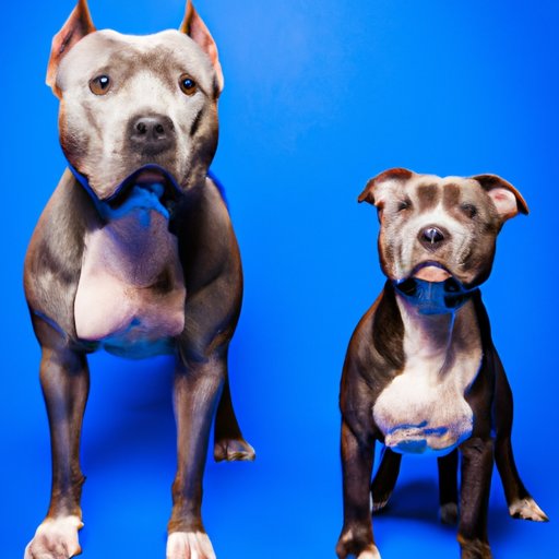 How Big Do Pitbulls Get? Exploring the Range of Sizes for this Popular ...
