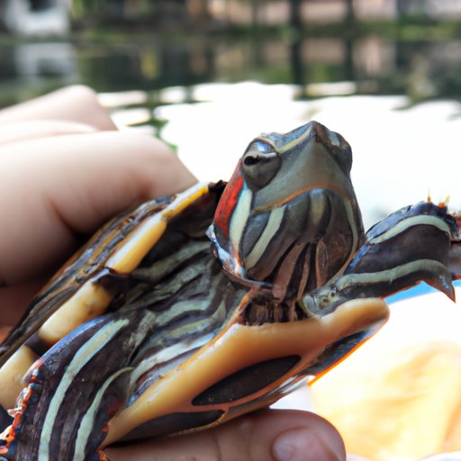 An Exploration of Red Eared Slider Size: How Big Do They Get? - The ...