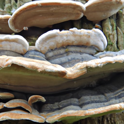 Exploring How Fungi Obtain Nutrition - The Enlightened Mindset