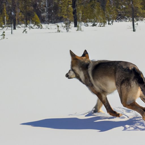 Exploring the Travel Habits of Wolves: How and Why They Move - The ...