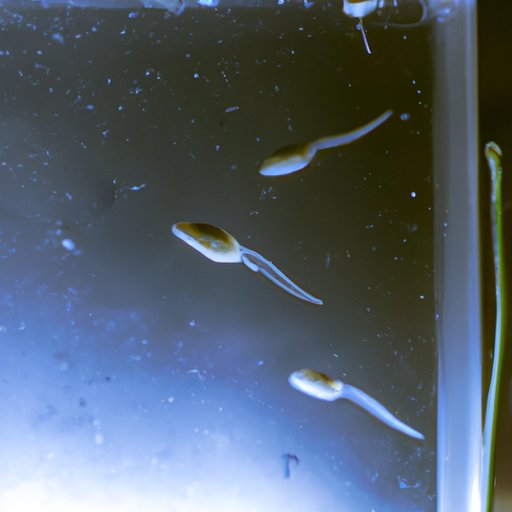 How to Take Care of Tadpoles at Home: Establishing a Clean Aquarium and ...