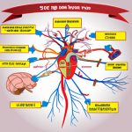 The Interplay between the Circulatory and Nervous Systems - The ...