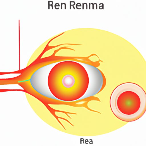 How Does the Retina Work? Exploring the Anatomy and Function of the ...