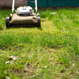 Early Spring Lawn Mowing: How Early Can You Start? - The Enlightened ...