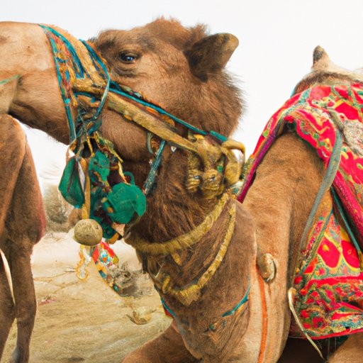 How Far Can a Camel Travel in a Day? Exploring the Endurance of these ...