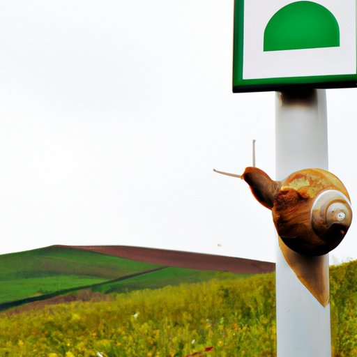 How Far Can a Snail Travel in a Day? Examining the Physical Limitations ...