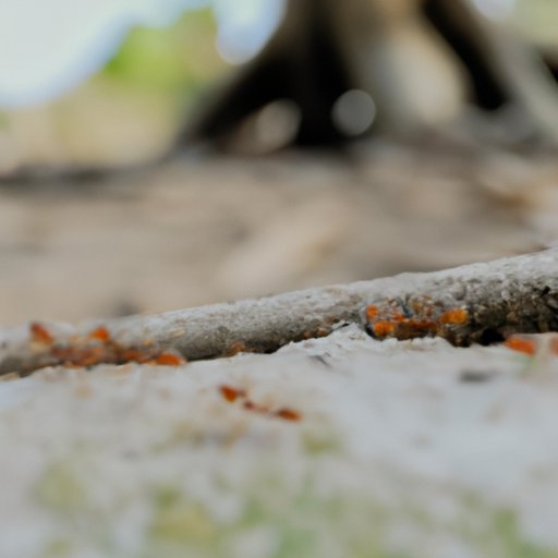 How Far Do Ants Travel? Examining the Distances of Different Species ...