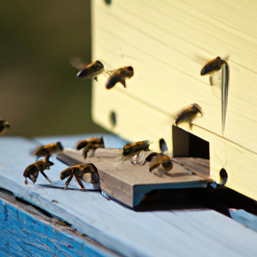 How Far Can Bees Travel From Their Hive? Exploring the Boundaries of a ...