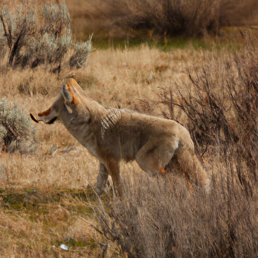 How Far Do Coyotes Travel? Exploring the Extent of Their Range - The ...