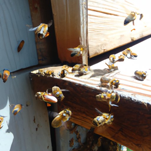 How Far Can Honey Bees Travel From Their Hive? - The Enlightened Mindset