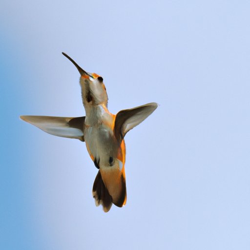 Exploring the Incredible Journeys of Hummingbirds: How Far Do They ...