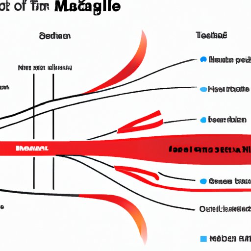 How Fast Does Blood Travel? Examining the Speed of Blood Flow in Humans ...