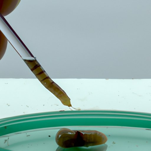How Long Does It Take for Hookworm Medicine to Work? Exploring Efficacy ...