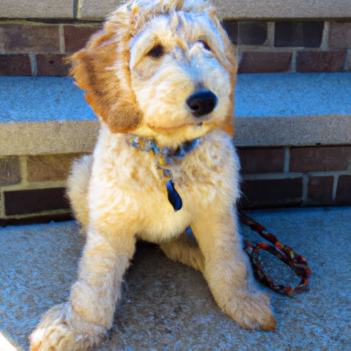 How Much Does a Goldendoodle Cost? Exploring the Price Range of This ...