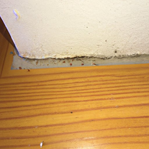 How Much Does it Cost to Treat Termites? A Comprehensive Guide - The ...