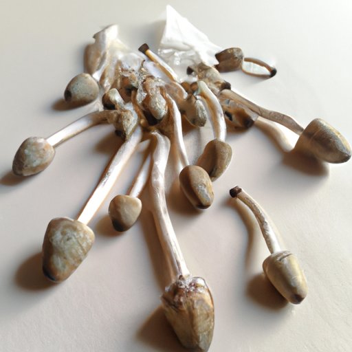 How Often Can I Do Shrooms? Exploring the Benefits and Risks of Regular ...