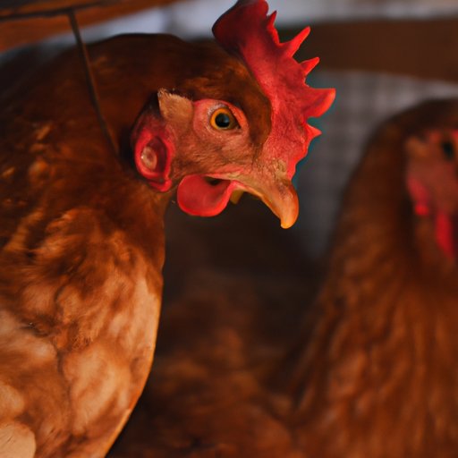 How Old Does a Chicken Have to Be to Lay Eggs? Exploring the Factors ...