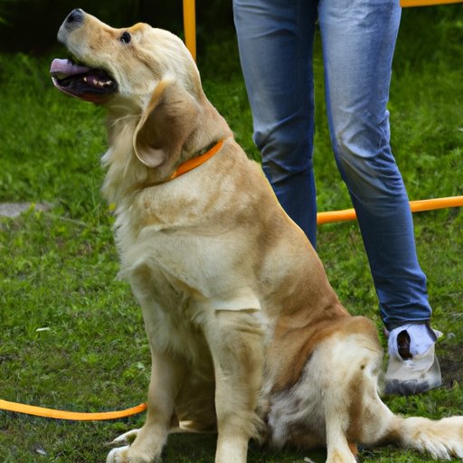 Building Your Dog’s Confidence: Tips for Creating a More Positive ...
