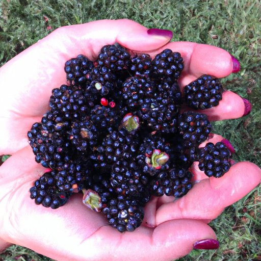 How to Eat Blackberries: From Smoothies to Salads & Desserts - The ...