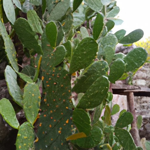 How to Eat Cactus: Recipes, Benefits and More - The Enlightened Mindset