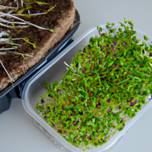 Eating Microgreens: A Step-by-Step Guide to Incorporating Nutrient ...