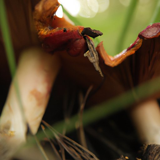 How to End a Shroom Trip: Tips and Strategies - The Enlightened Mindset