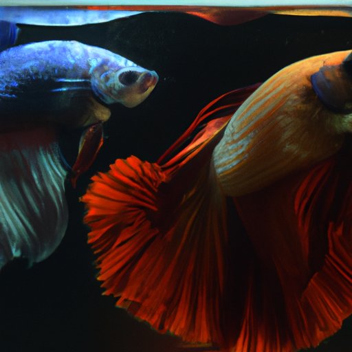 How to Get Your Betta Fish to Eat: Variety of Foods, Feeding Tips, and ...