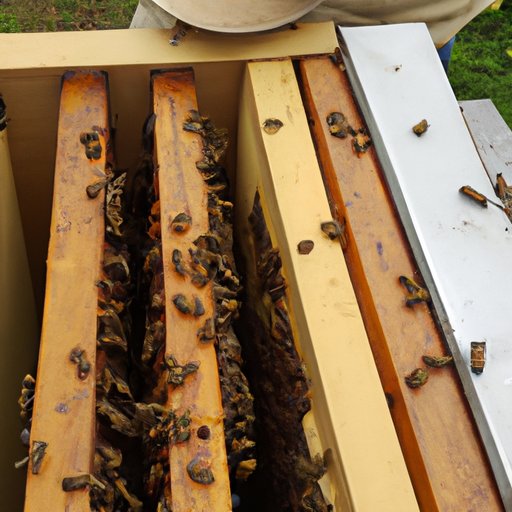 How to Start a Bee Colony: Research, Supplies, Location, Hive, Queen ...