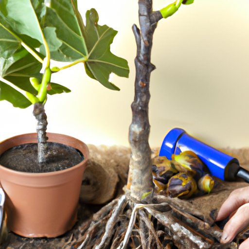 How to Start a Fig Tree from a Cutting: A Step-by-Step Guide - The ...