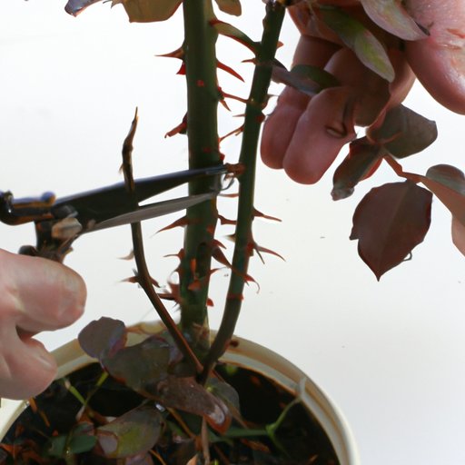 How to Start a Rose from a Cutting | A Step by Step Guide - The ...