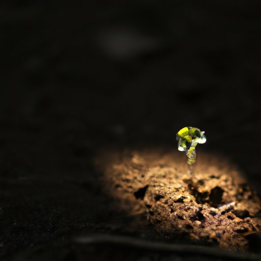 How to Start a Weed Plant: A Comprehensive Guide - The Enlightened Mindset