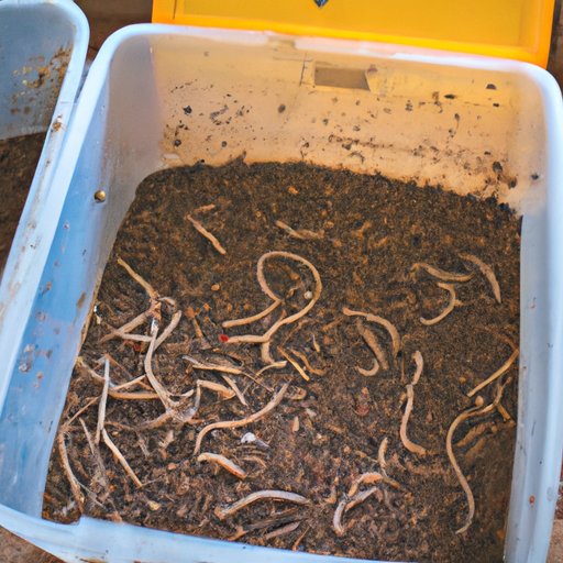 How to Start a Worm Farm Business: A Step-by-Step Guide - The ...