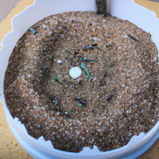 How to Start an Ant Farm: A Comprehensive Guide - The Enlightened Mindset