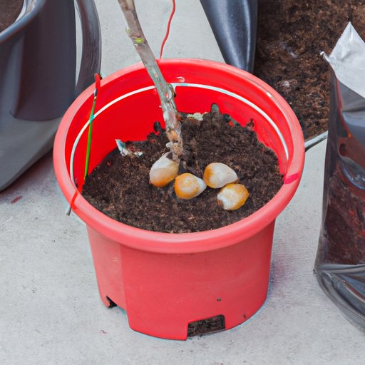 How to Start an Apple Tree From Seed: A Step-by-Step Guide - The ...
