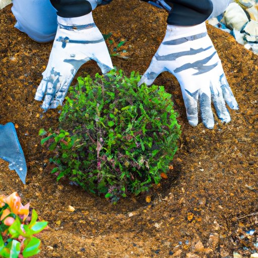 How to Start Landscaping from Scratch: A Step-by-Step Guide - The ...