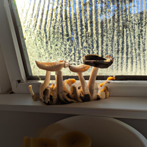 How to Stop a Shroom Trip: 8 Tips for Calming Down - The Enlightened ...