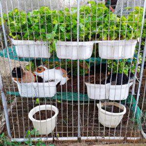 How to Stop Rabbits from Eating Plants: A Guide to Prevention - The ...