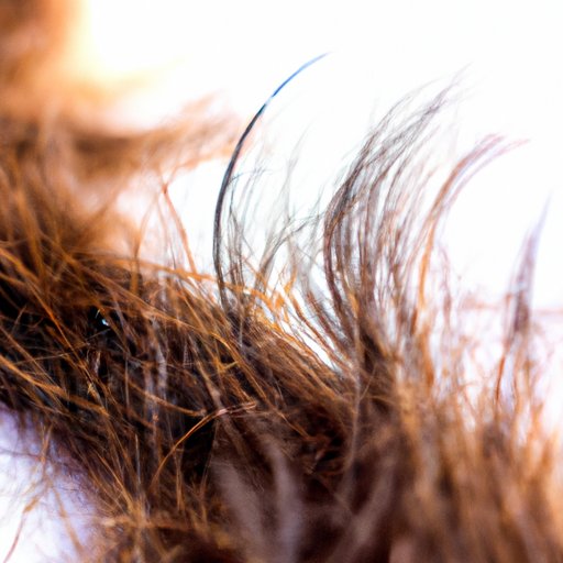 How to Tell If Your Hair Is Healthy: A Comprehensive Guide - The ...