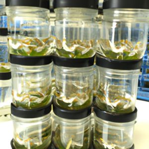 Tissue Culture Planting: A Comprehensive Guide - The Enlightened Mindset